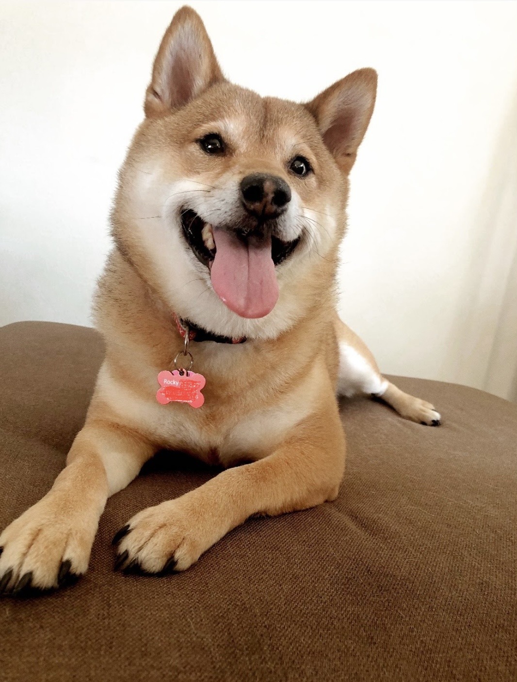 Available for Adoption – Colorado Shiba Inu Rescue