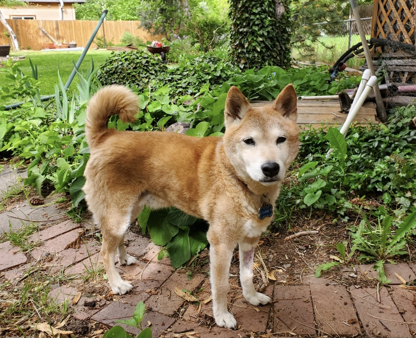 Available for Adoption – Colorado Shiba Inu Rescue