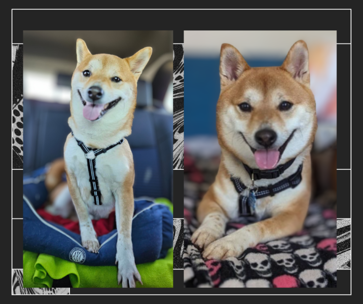 Niko (formerly Fox) – Colorado Shiba Inu Rescue