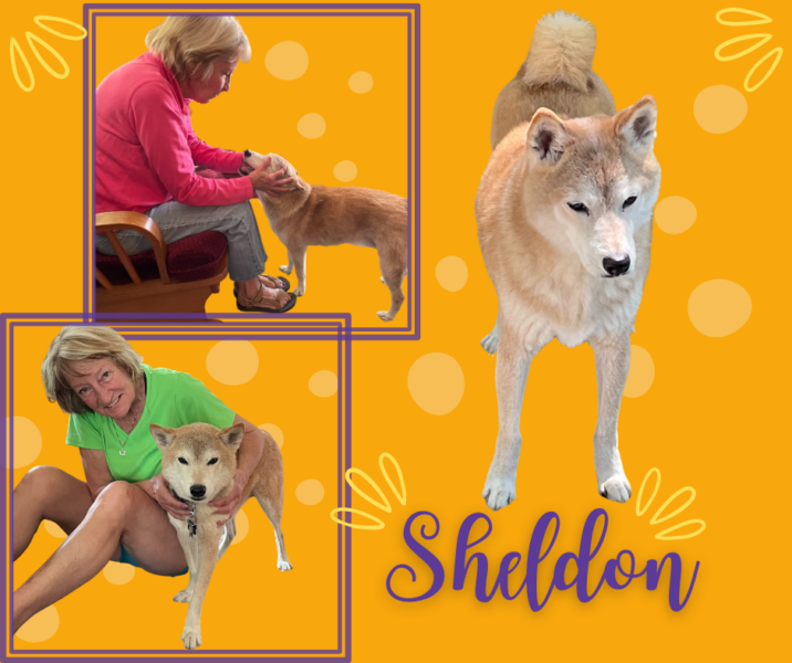 Sheldon – Colorado Shiba Inu Rescue