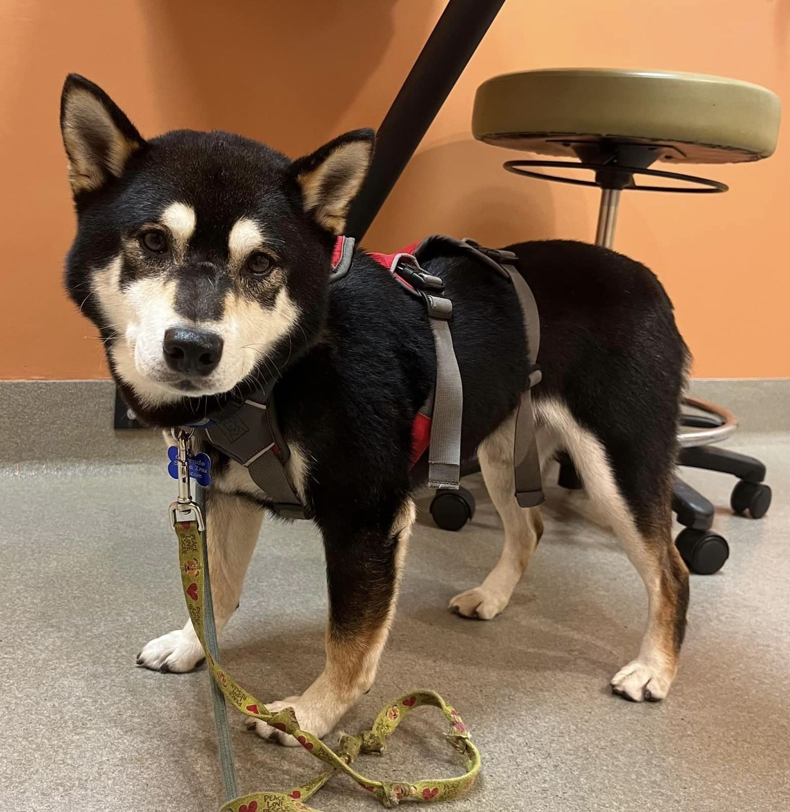 Available for Adoption – Colorado Shiba Inu Rescue