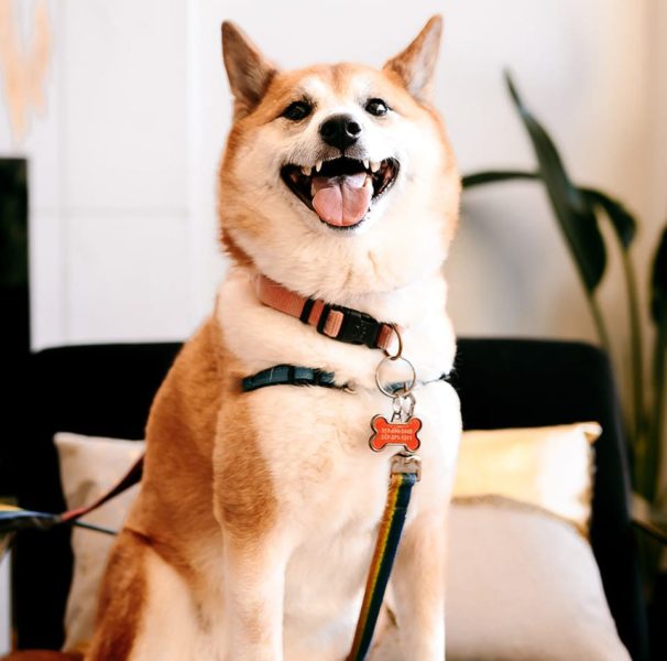 Available for Adoption – Colorado Shiba Inu Rescue