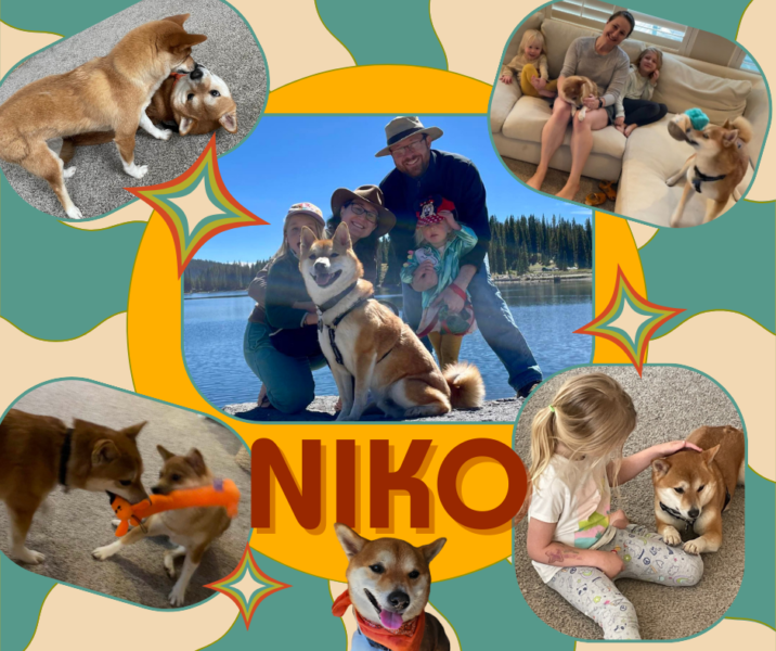 Niko (formerly Fox) – Colorado Shiba Inu Rescue