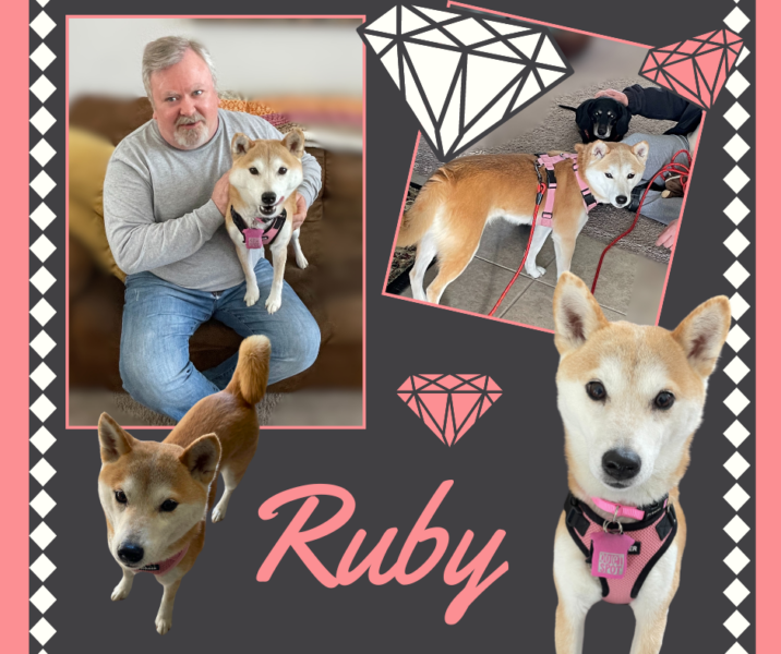 Ruby – Colorado Shiba Inu Rescue