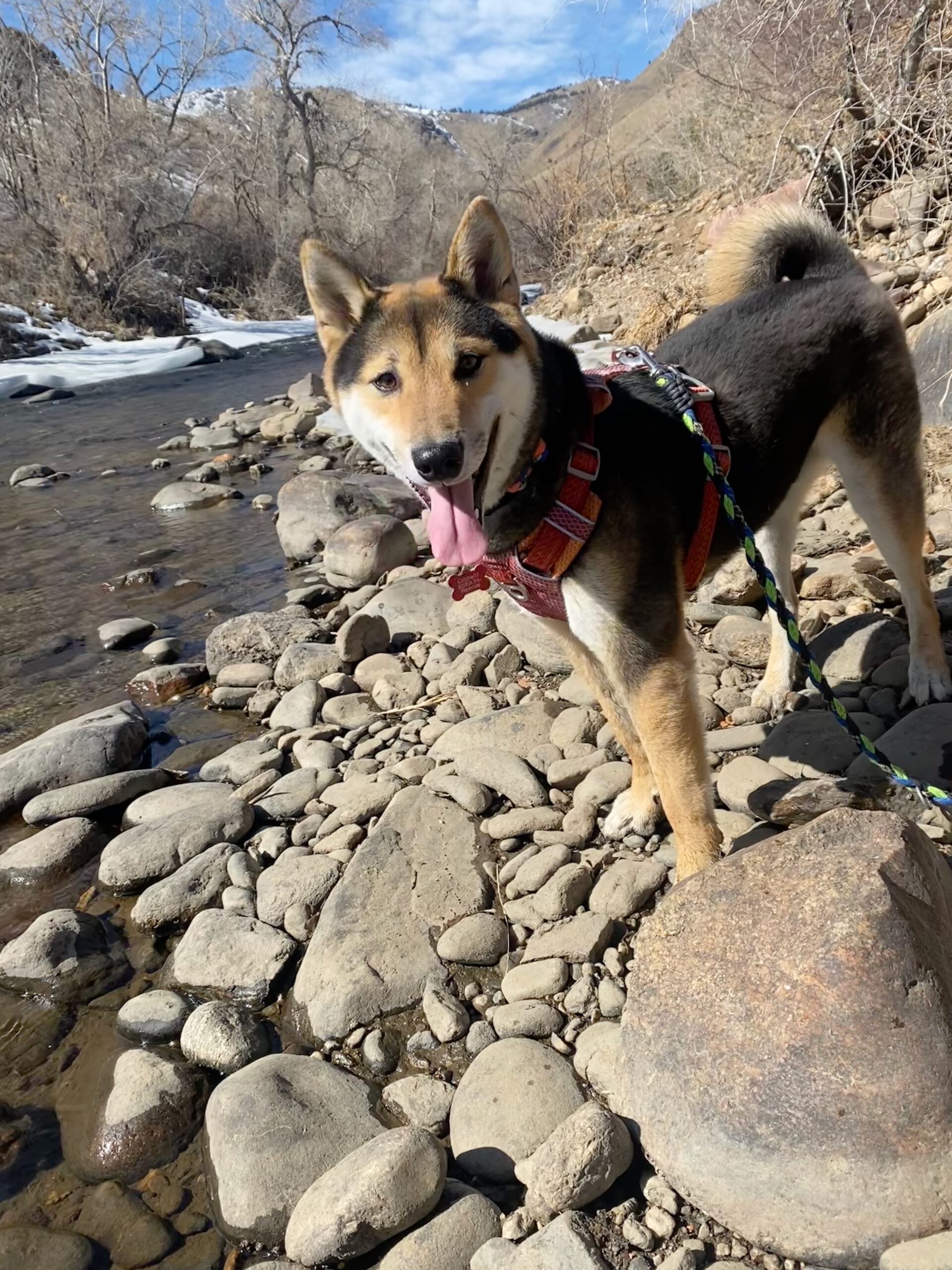 Available for Adoption – Colorado Shiba Inu Rescue